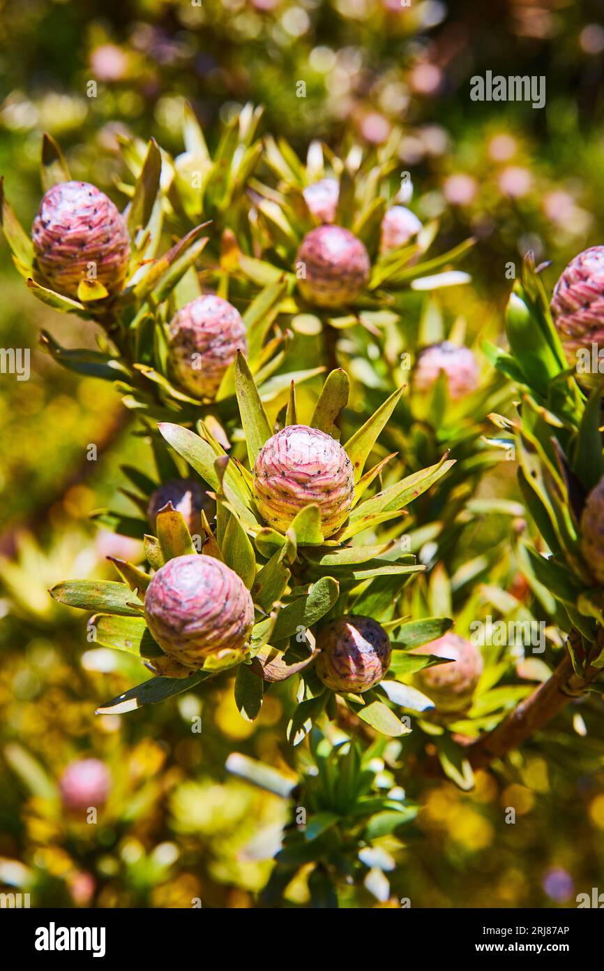 Side view of branch of yellow and soft purple Leucardendron Sessile ...