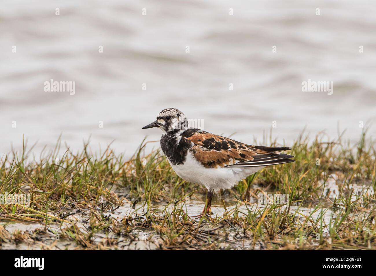 Gulf of mexico bird migration hi-res stock photography and images - Alamy