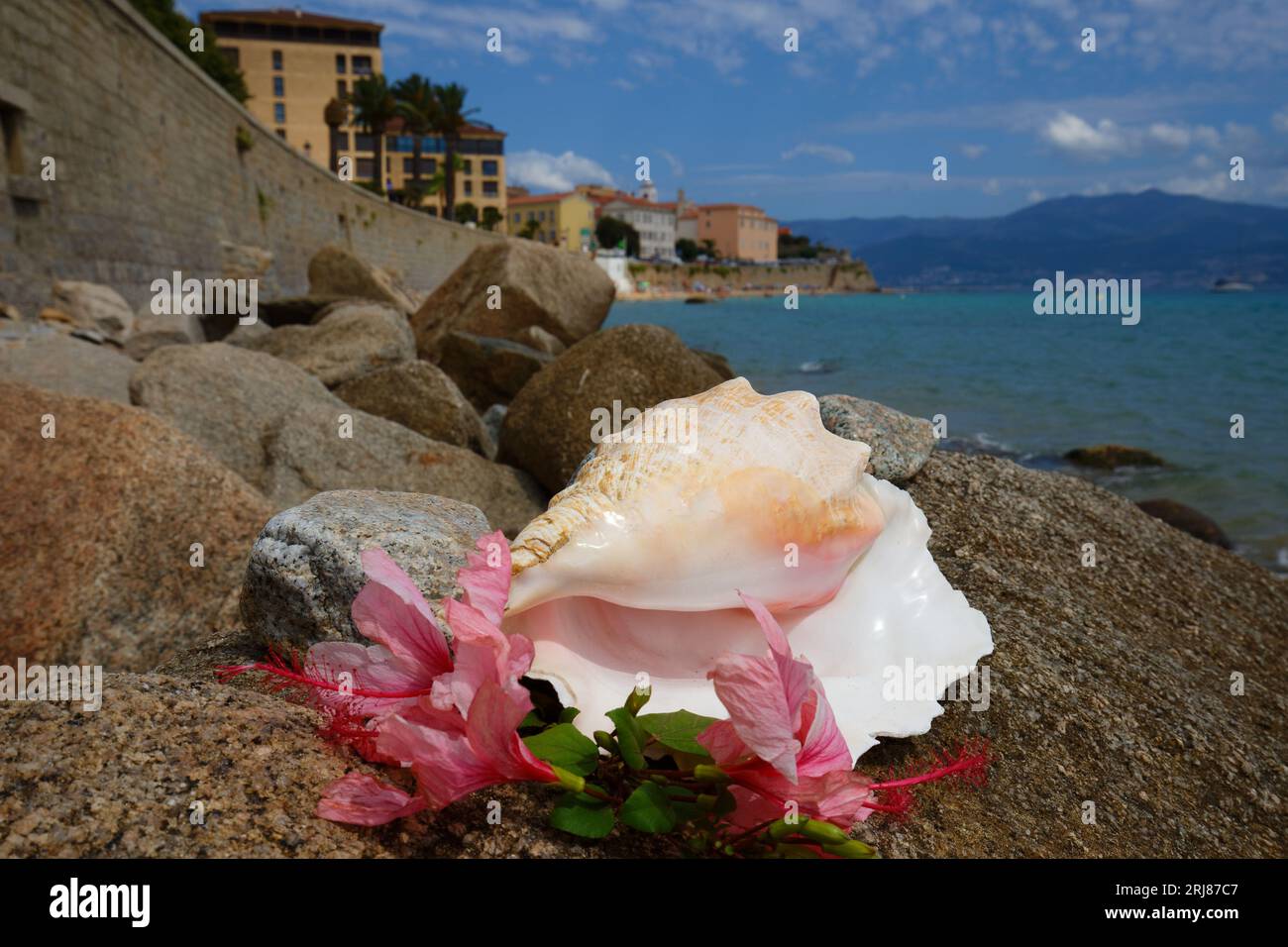 Big seashell with hibiscus flowers laying on the sunny beach Stock ...