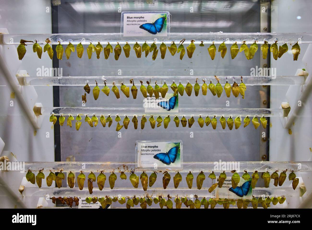 Blue morpho butterfly species chrysalis hanging on clear poles Stock ...