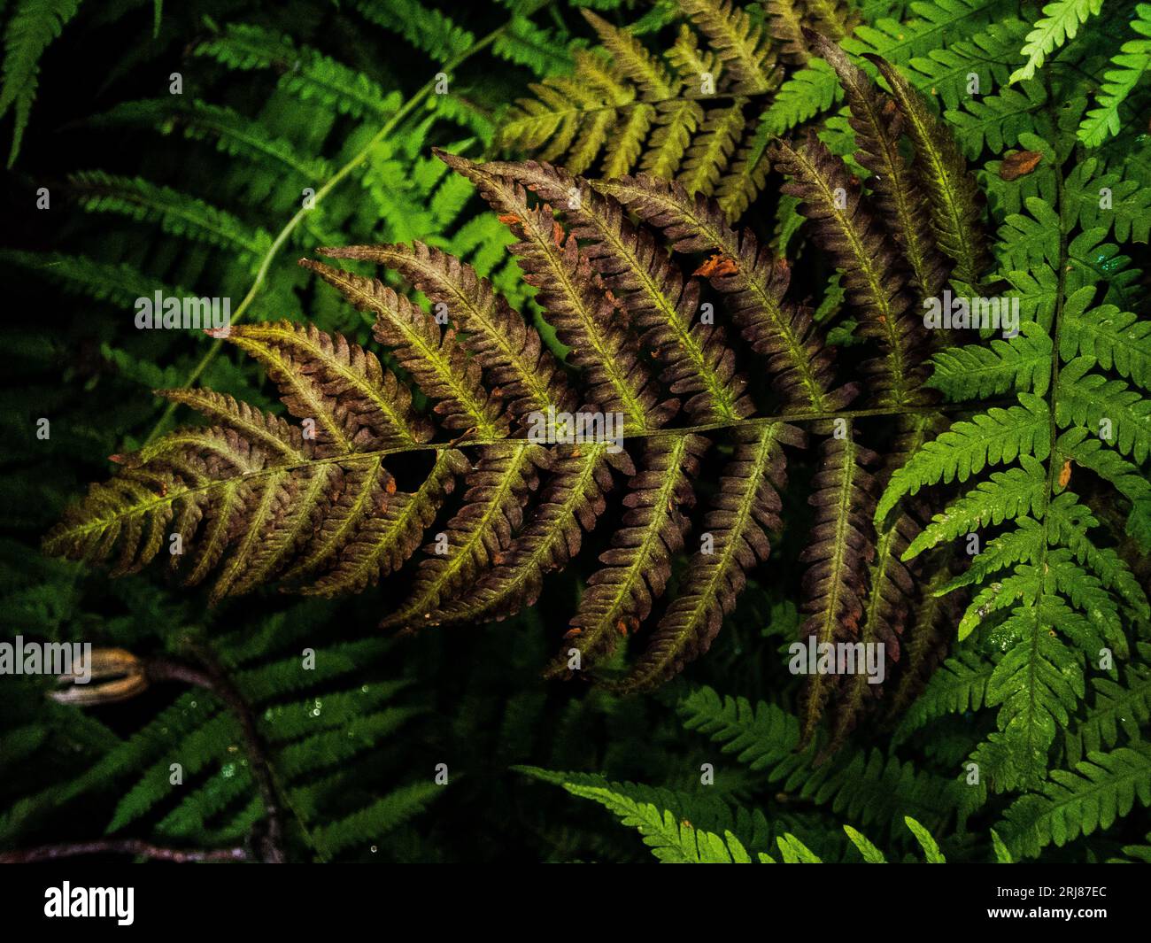 Different colors of Fern leaves Stock Photo - Alamy