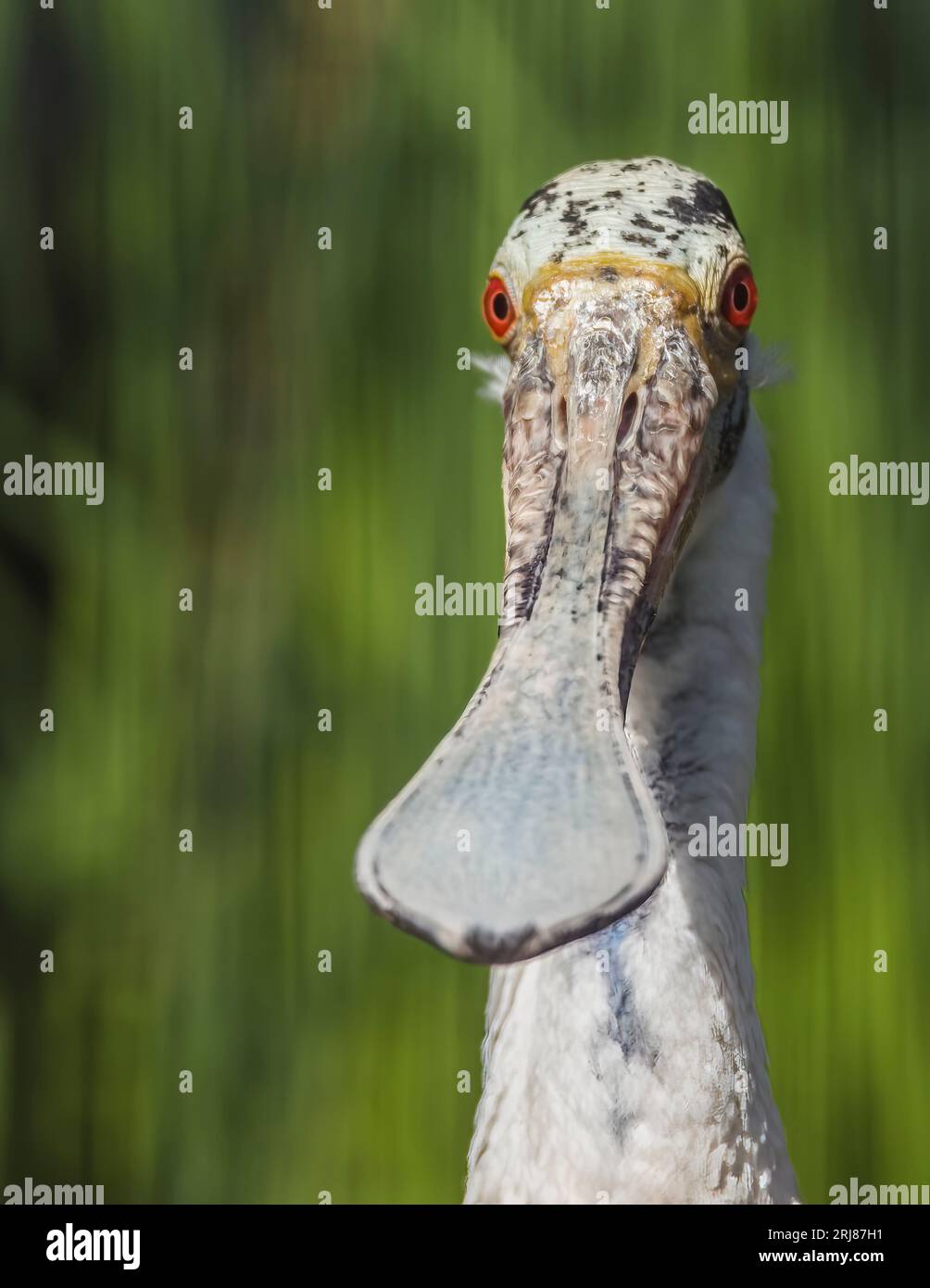 Captive roseate spoonbill close up in vertical format, tracy aviary ...