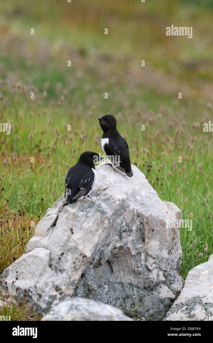 Northwestern Greenland, Thule Bay. Little auk nesting colony. AKA ...