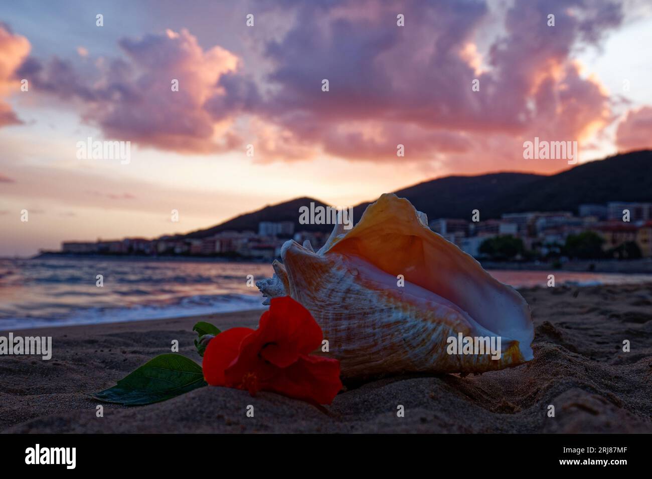 Seashell red flower on white hi-res stock photography and images - Alamy