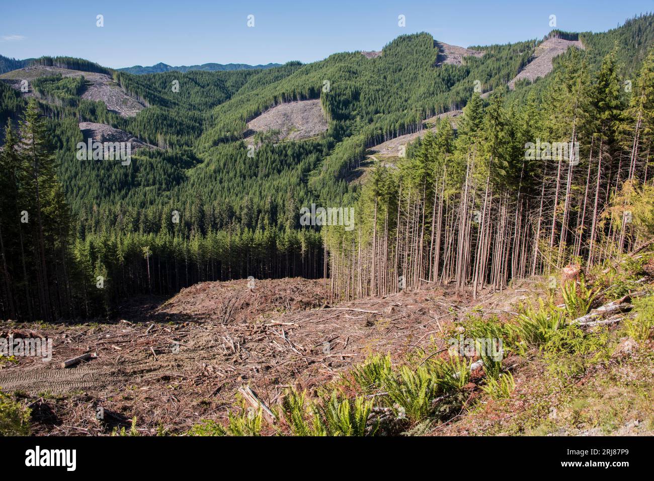 Timber harvesting in the Hoh rainforest near Olympic National Park ...