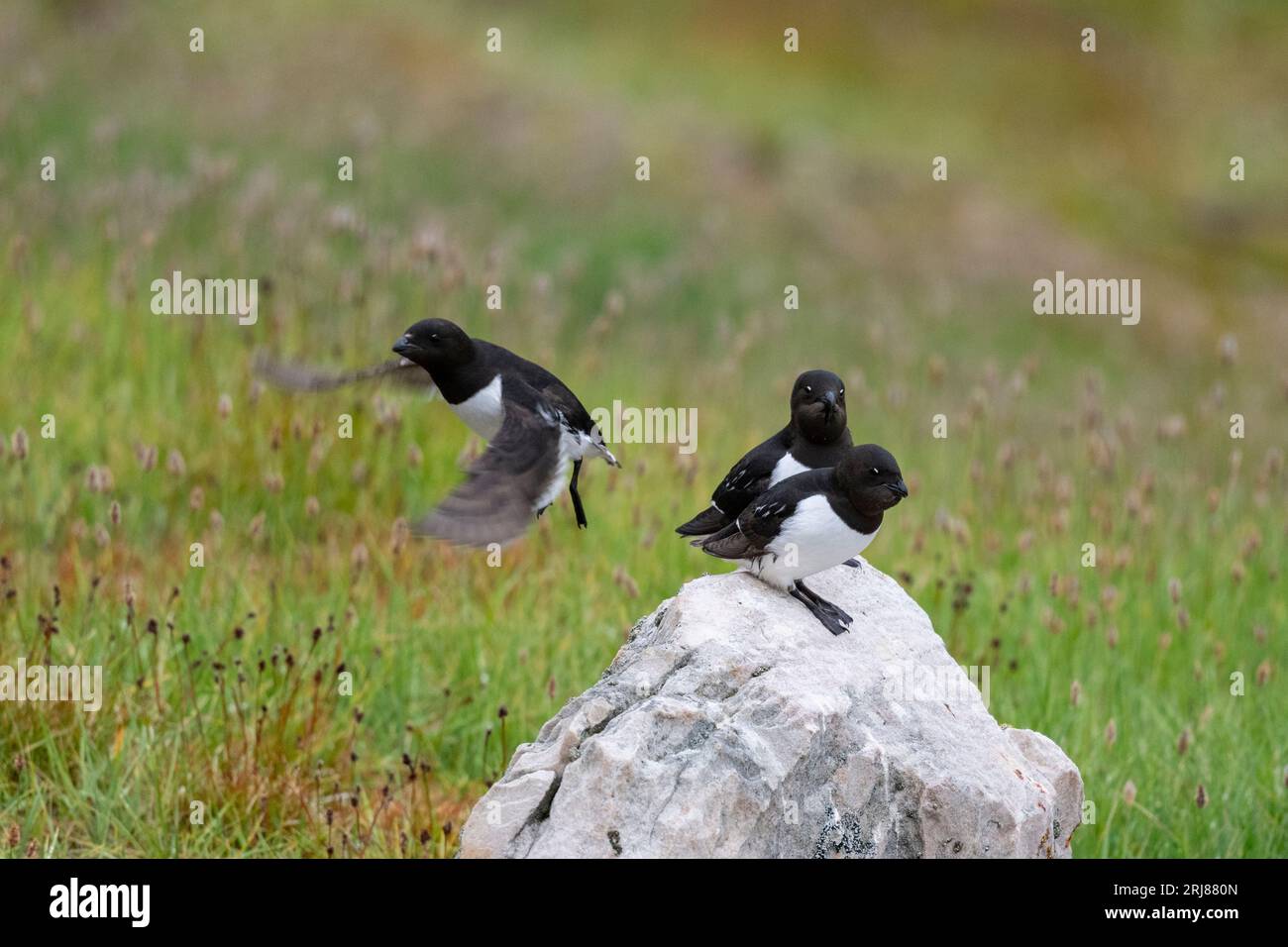 Northwestern Greenland, Thule Bay. Little auk nesting colony. AKA ...