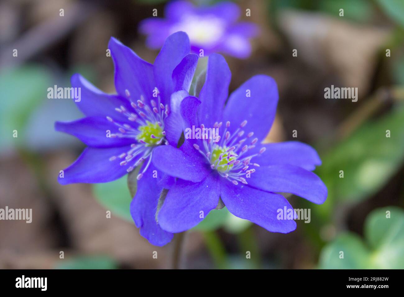 in the forest there is a pair of beautiful hepatica flowers Stock Photo ...