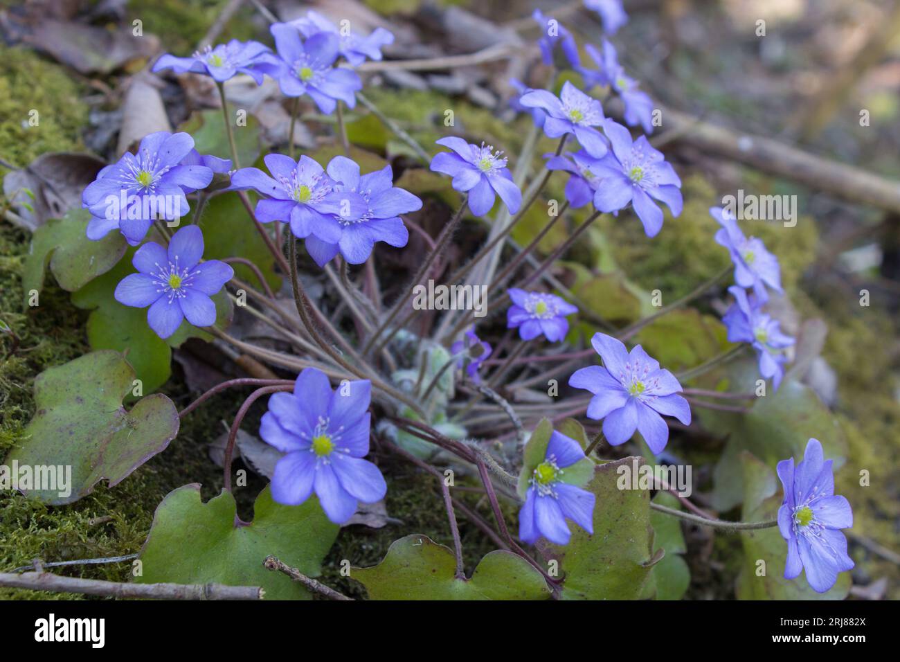 blue flowers grow in spring in the forest Hepatica nobilis Stock Photo ...