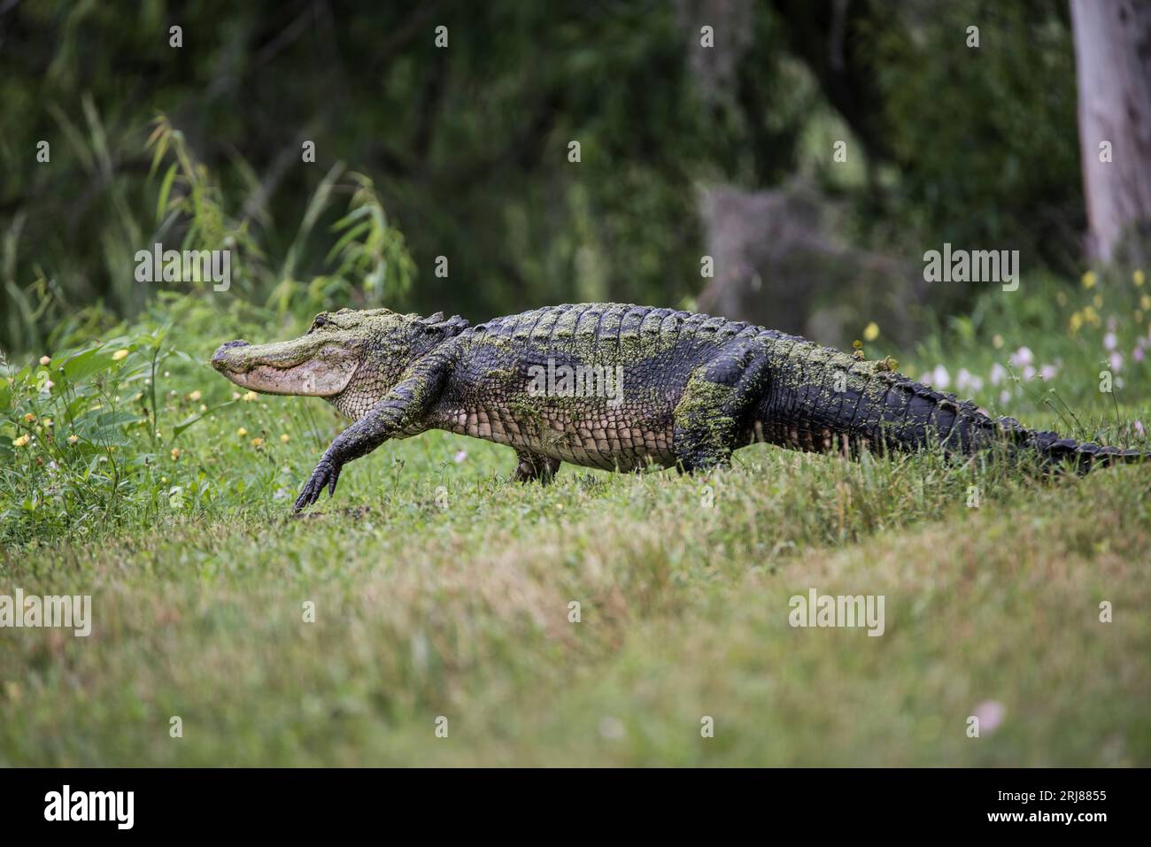 Full body profile of an american alligator walking through grass at ...