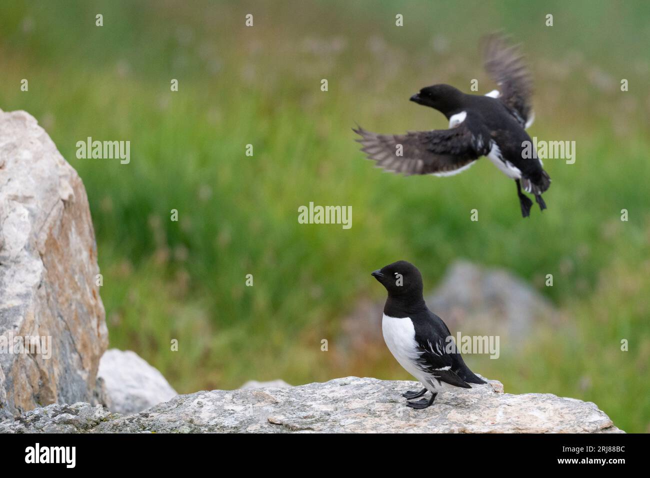 Northwestern Greenland, Thule Bay. Little auk nesting colony. AKA ...