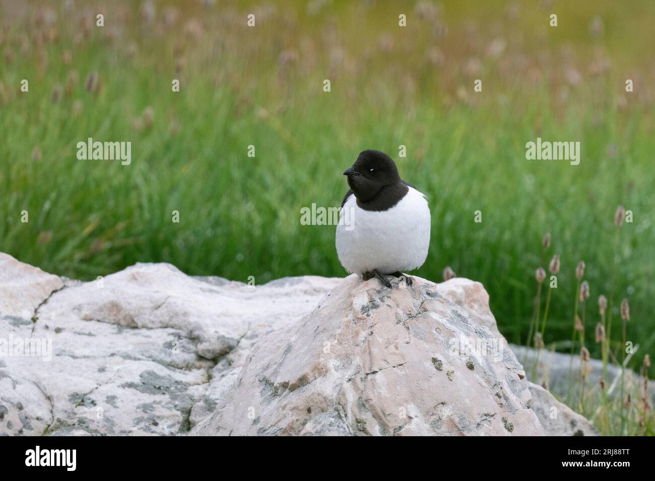Northwestern Greenland, Thule Bay. Little auk nesting colony. AKA ...