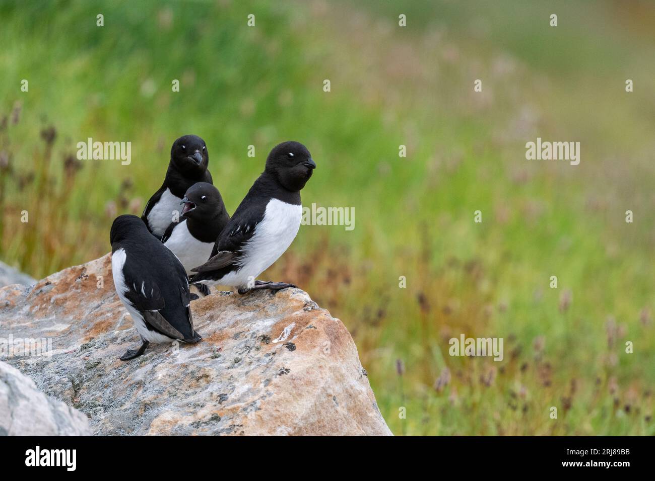 Northwestern Greenland, Thule Bay. Little auk nesting colony. AKA ...