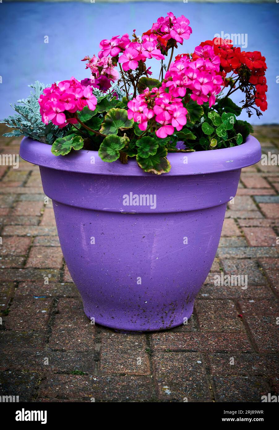 Pink flowers in purple pot on driveway Stock Photo - Alamy