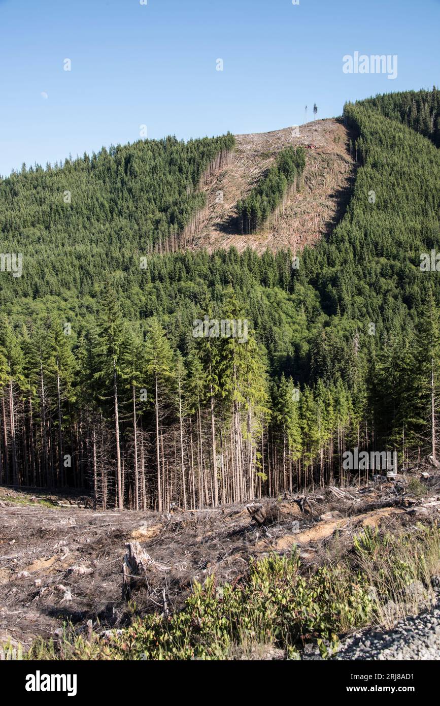 Timber harvesting in the Hoh rainforest near Olympic National Park ...