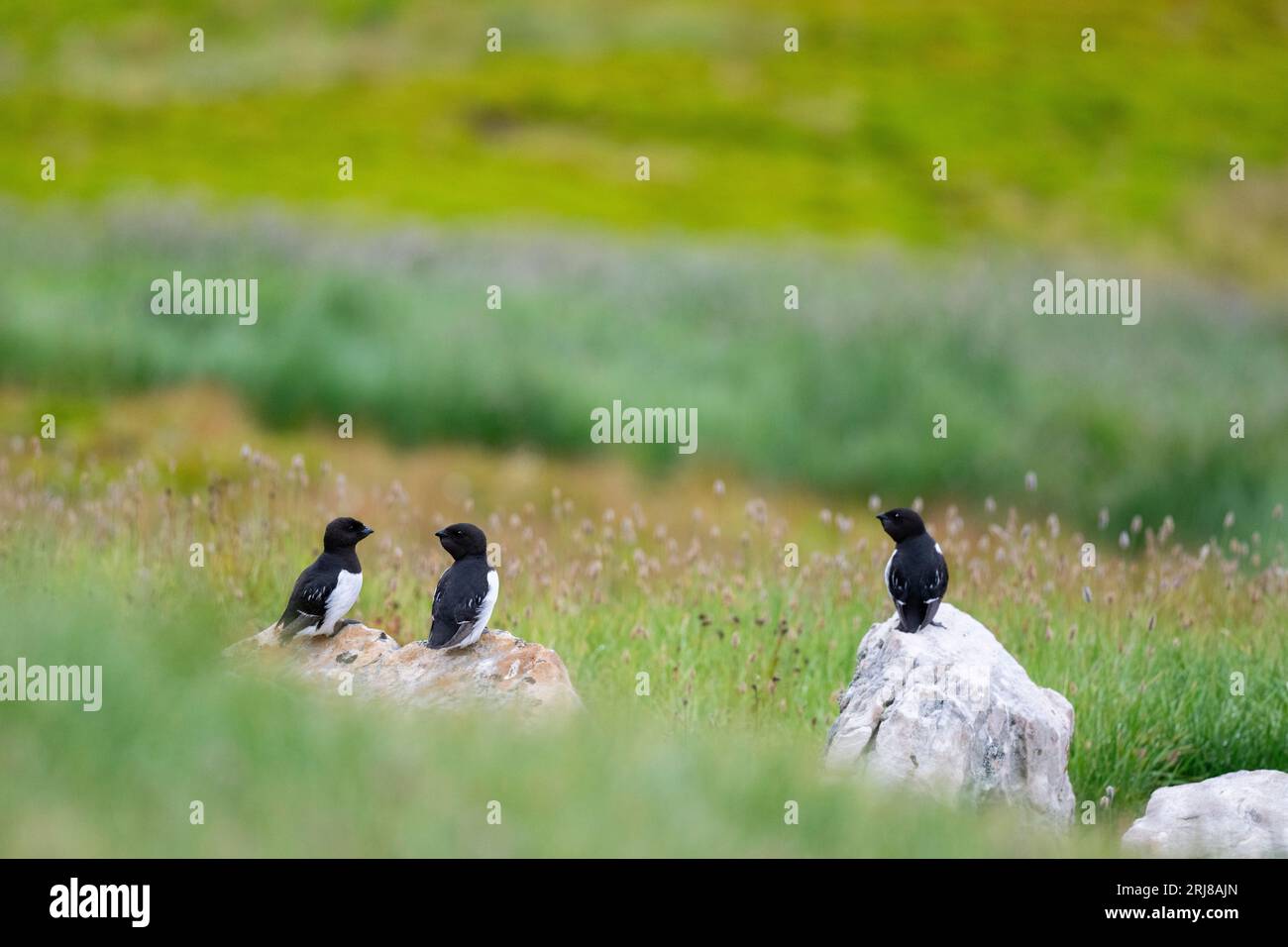 Northwestern Greenland, Thule Bay. Little auk nesting colony. AKA ...