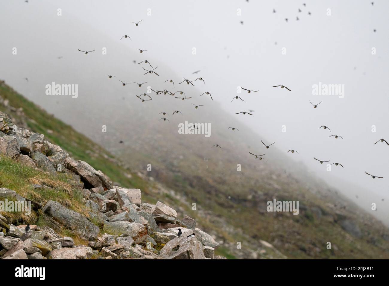 North Western Greenland, Thule Bay. Little auk nesting colony aka ...