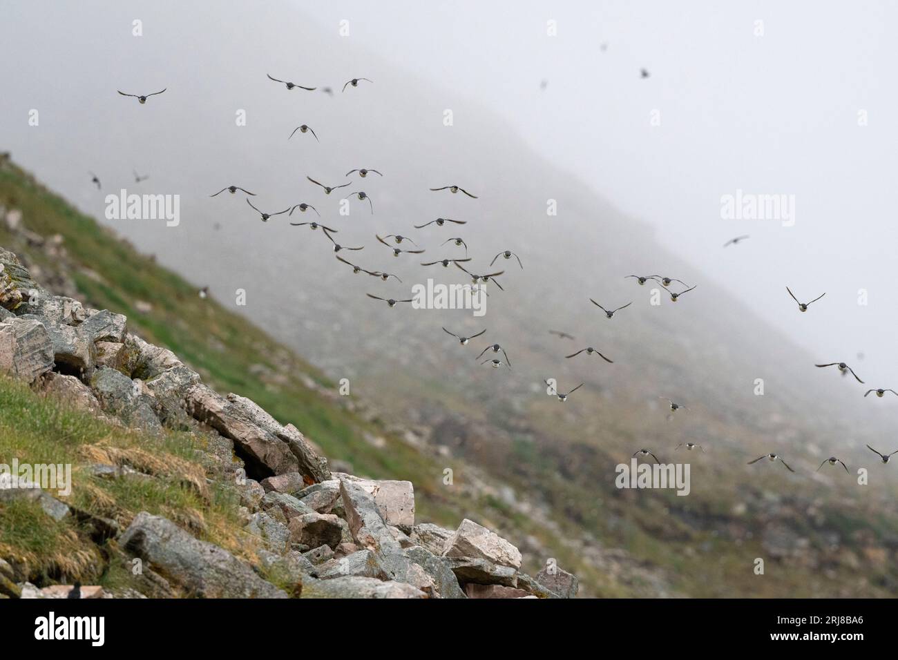 North Western Greenland, Thule Bay. Little auk nesting colony aka ...