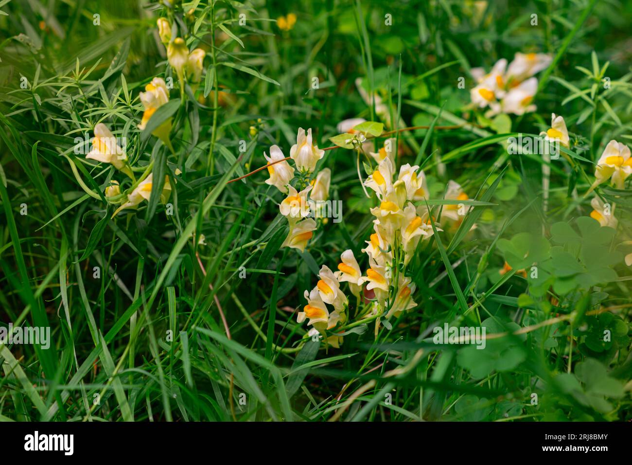 Common toadflax yellow and white flowers of Linaria vulgaris. Close-up ...