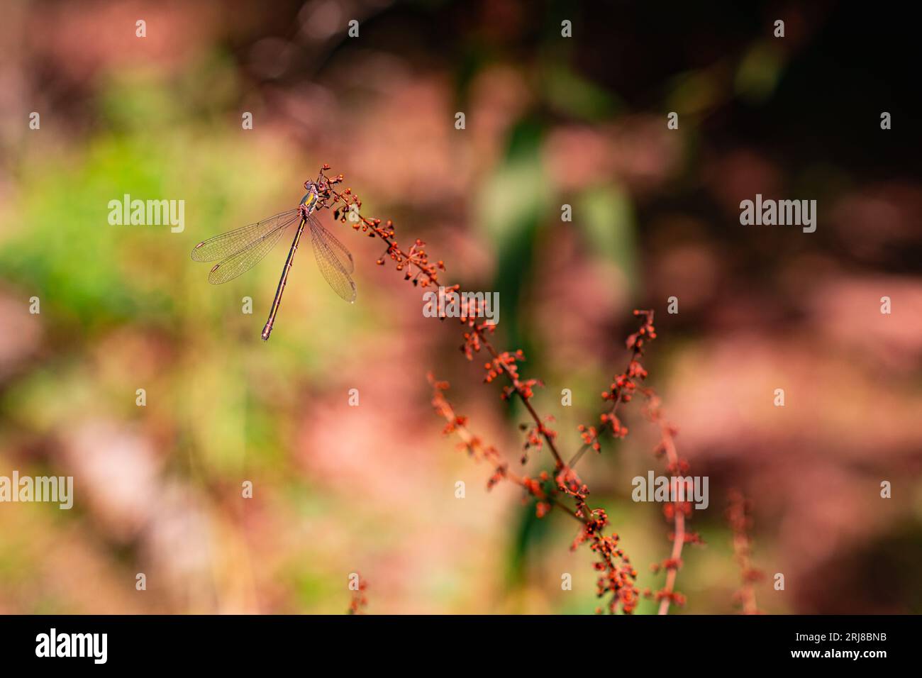 Flying dragon animal hi-res stock photography and images - Alamy