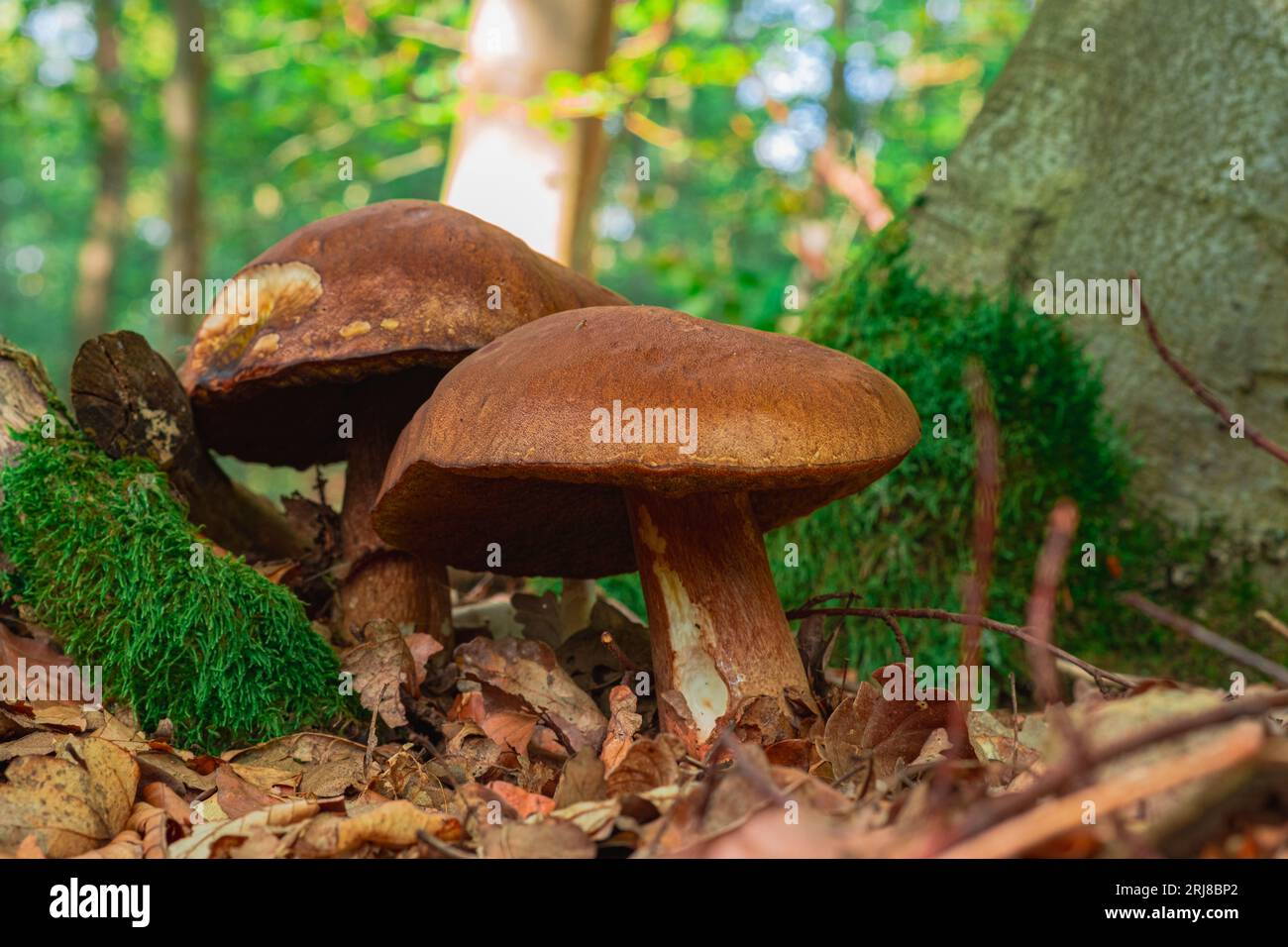 Beautiful, Strong and intact by insects, Imleria Mushroom in a forest ...