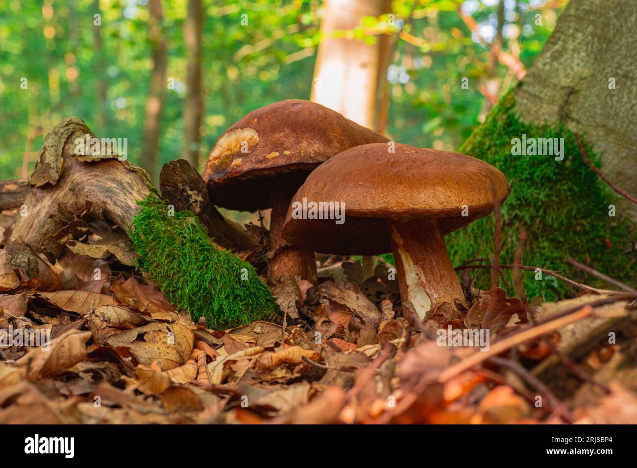 Beautiful, Strong and intact by insects, Imleria Mushroom in a forest ...
