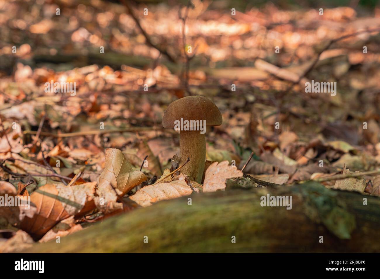 Beautiful, Strong and intact by insects, Imleria Mushroom in a forest ...