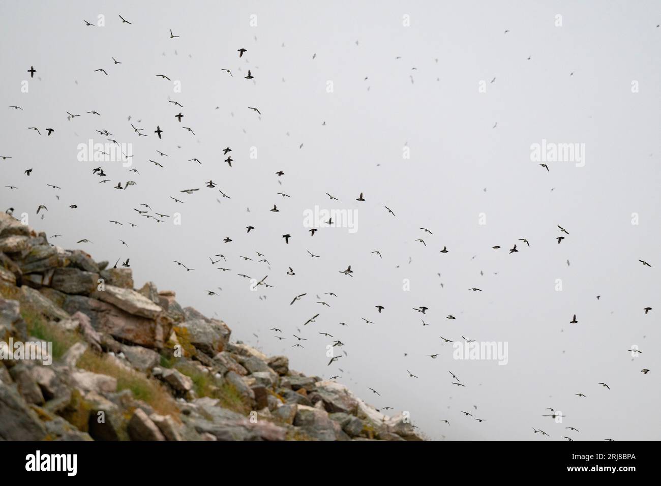 Little auks greenland hi-res stock photography and images - Alamy