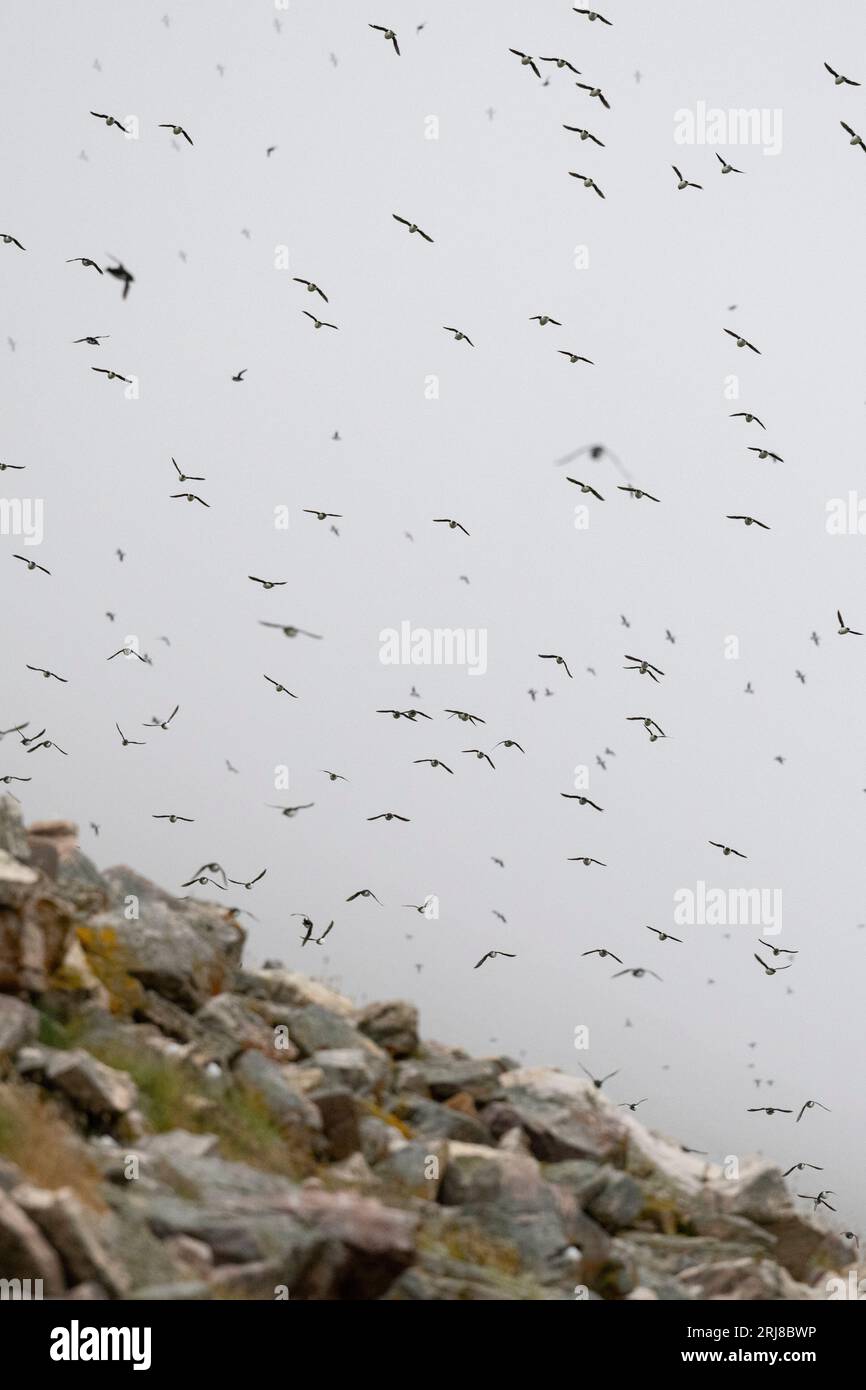 Little auks greenland hi-res stock photography and images - Alamy