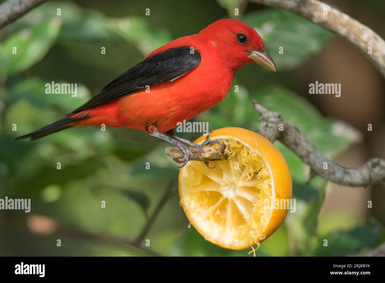 A male scarlet tanager perches on top of a slice of orange placed to ...