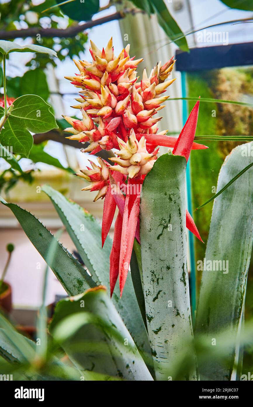 Succulent plants with spiky red leaves and white bulbs in greenhouse ...