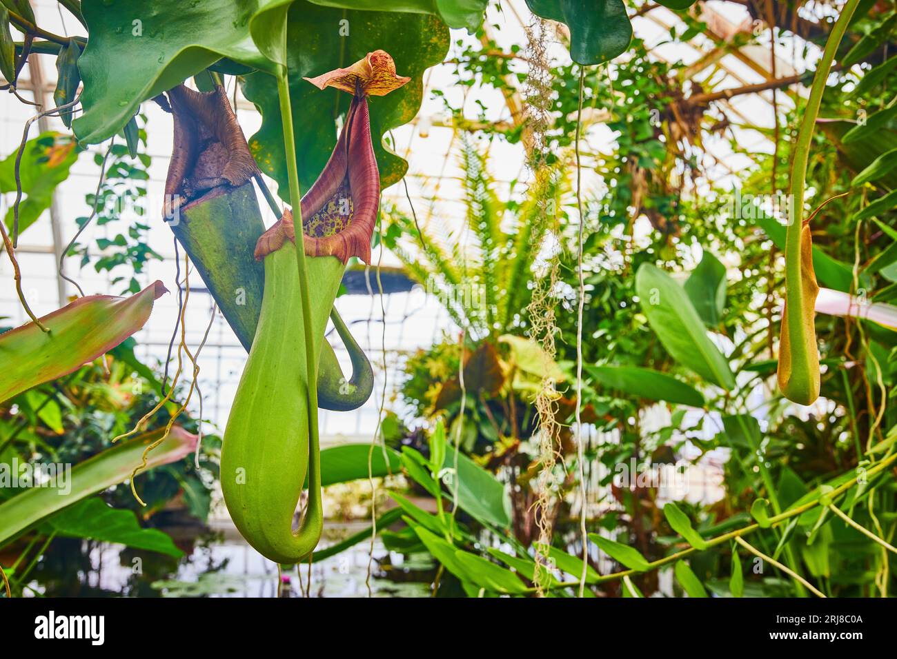 Solid green pitcher plant with red carnivorous opening and blurred ...