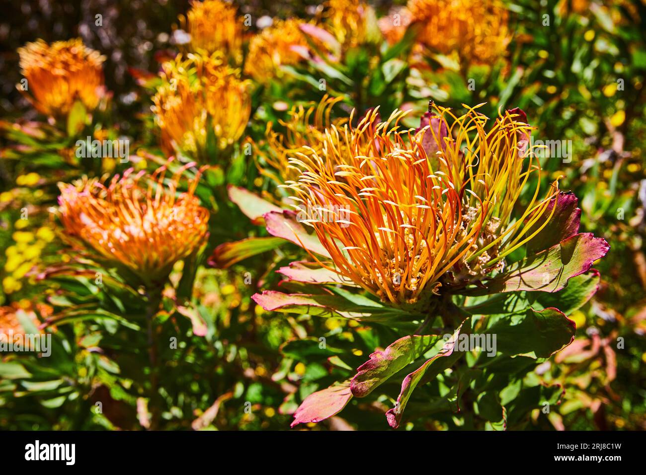Yellow Pinwheel flowers in full bloom macro side view with field vision ...