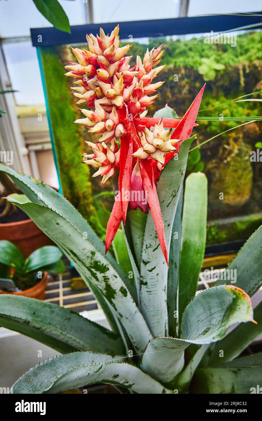 Succulent plants with spiky red leaves and white bulbs with terrarium ...