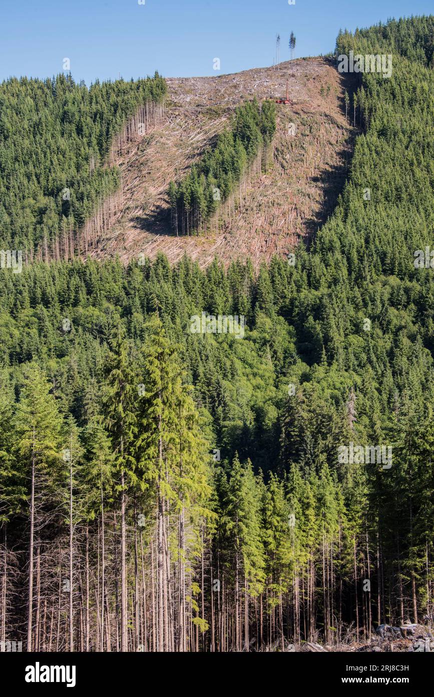 Timber harvesting in the Hoh rainforest near Olympic National Park ...