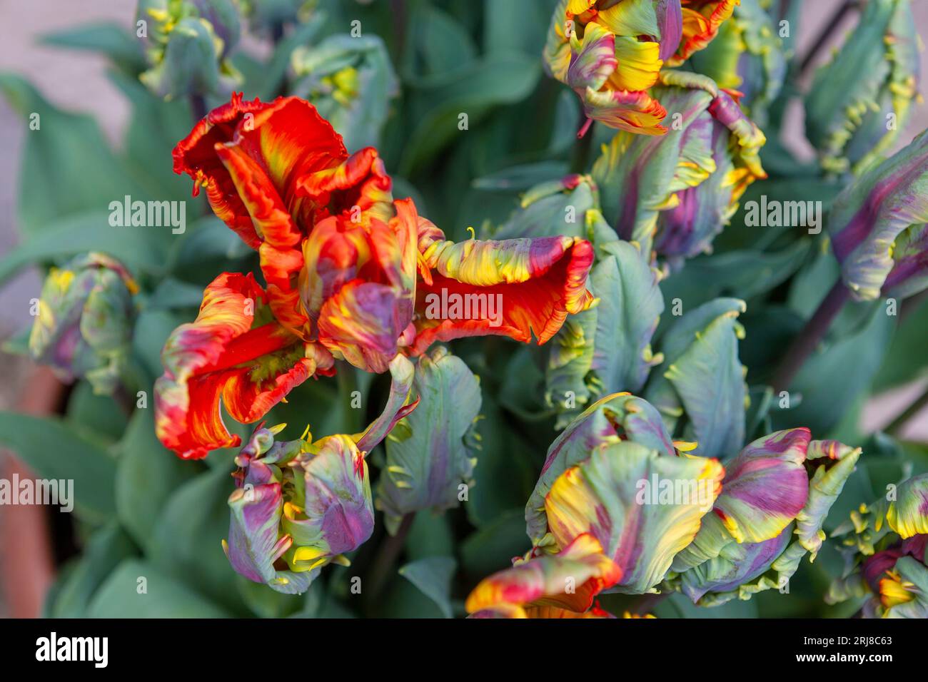 Tulip rasta parrot hi-res stock photography and images - Alamy
