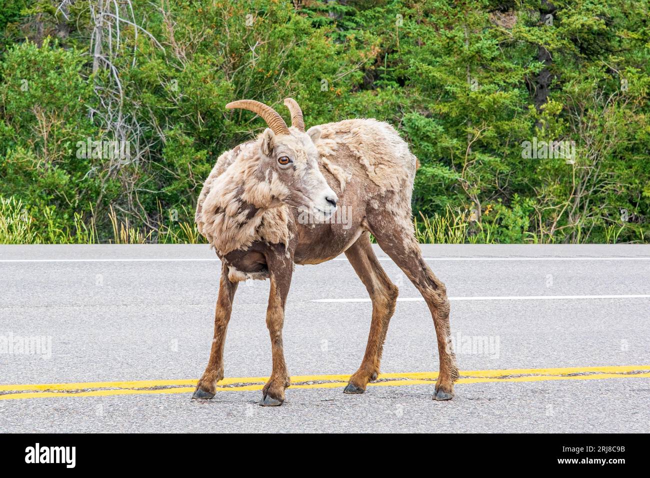 Rocky Mountain Bighorn Sheep, Ovis canadensis, shedding. The largest ...