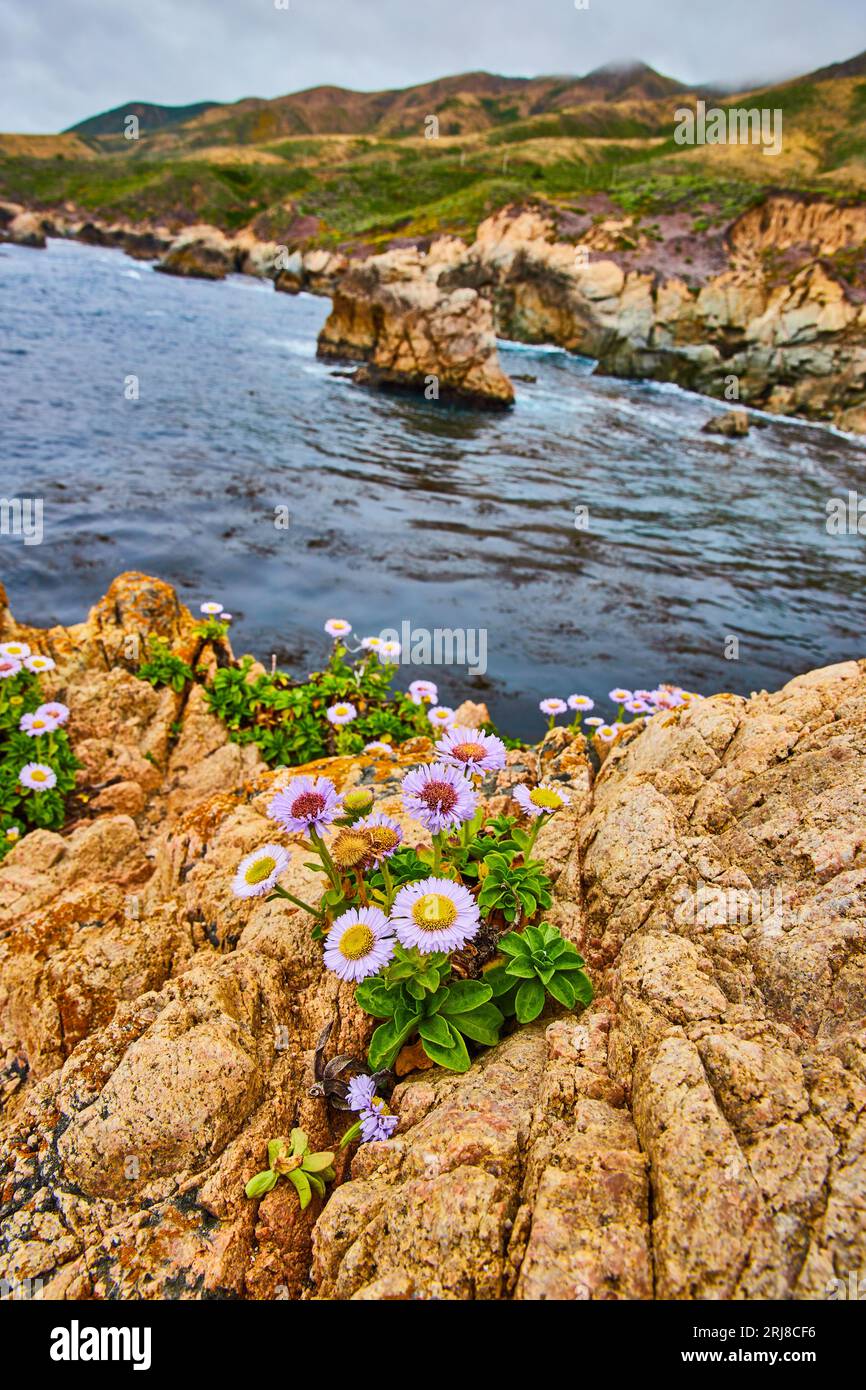 Purple flowers on cliff with ocean and cliff face with distant hills ...