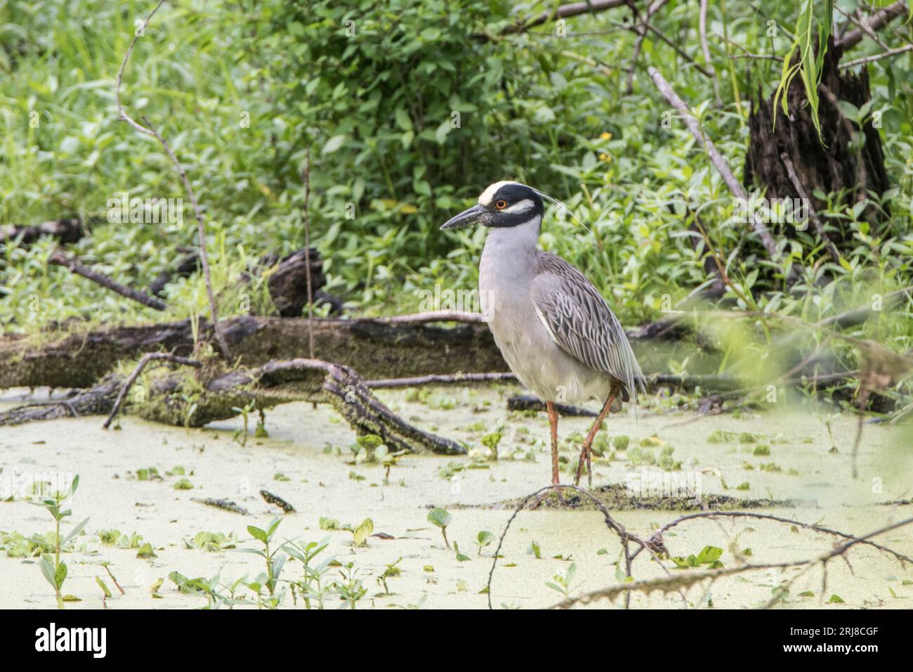 An adult yellow-crowned night heron stalks prey in a wetland at Brazos ...