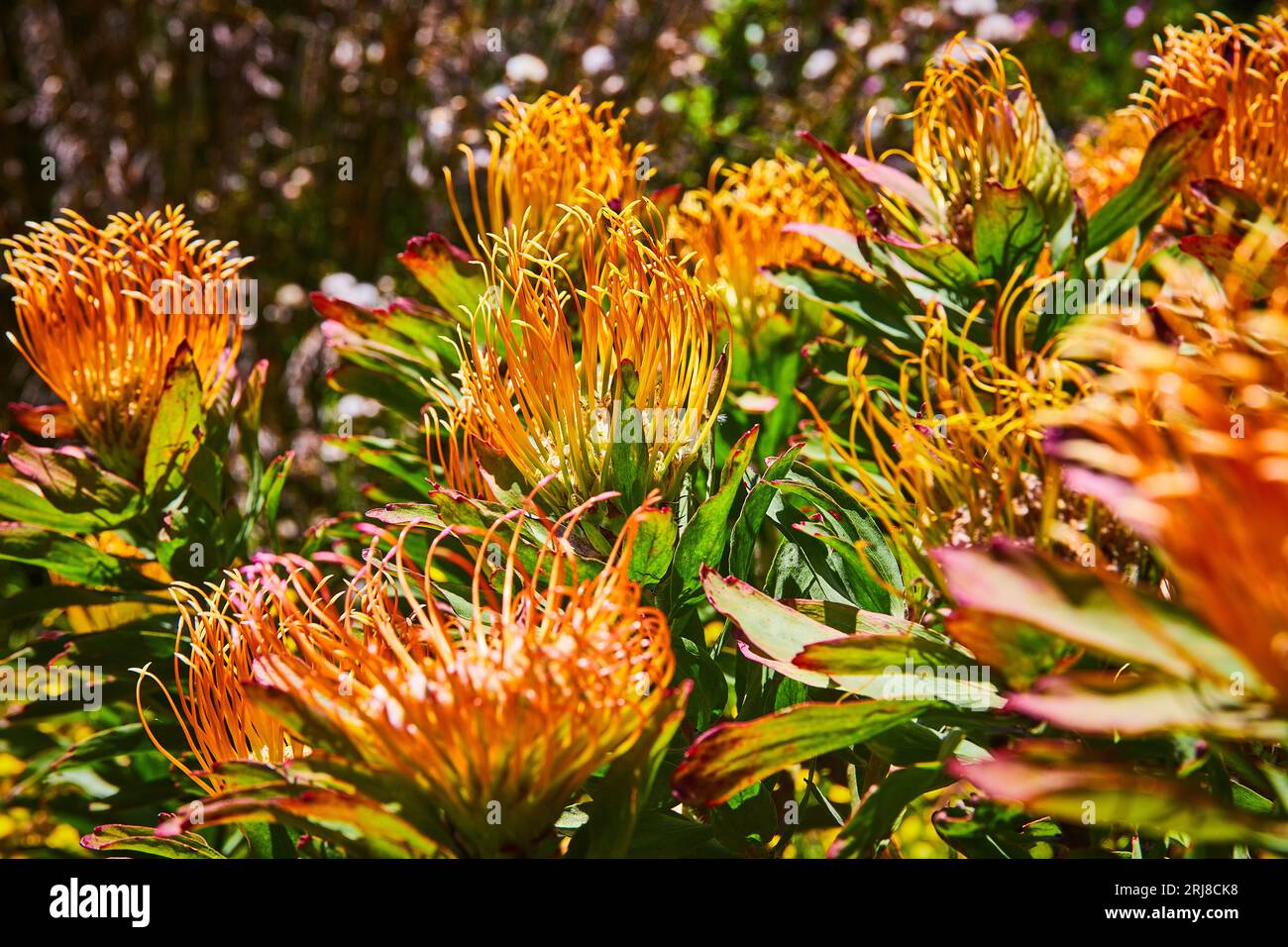 Close up of field of yellow pinwheel flowers in bloom with golden ...