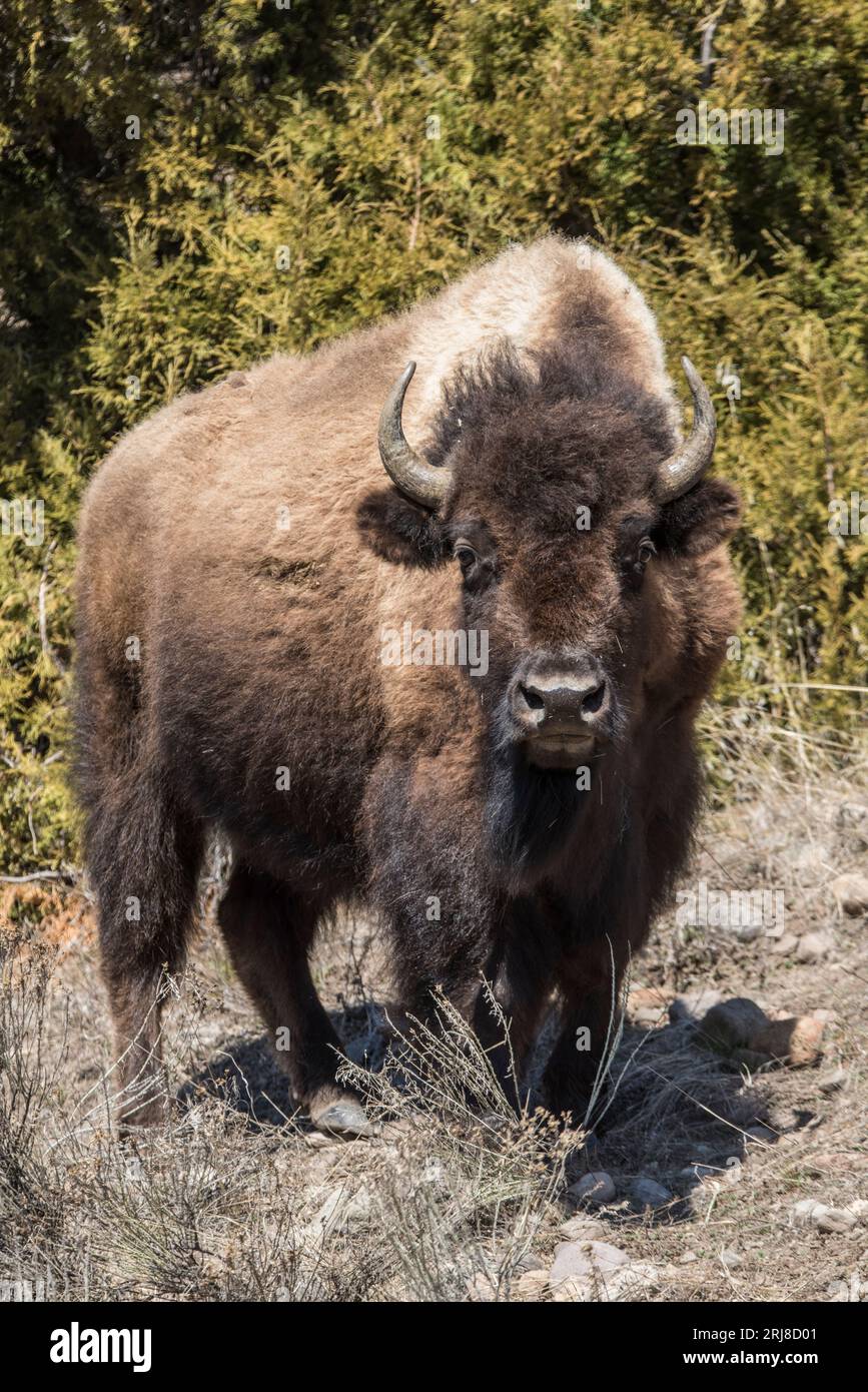 Bison along road to Lamar Valley, near Yellowstone River Bridge ...