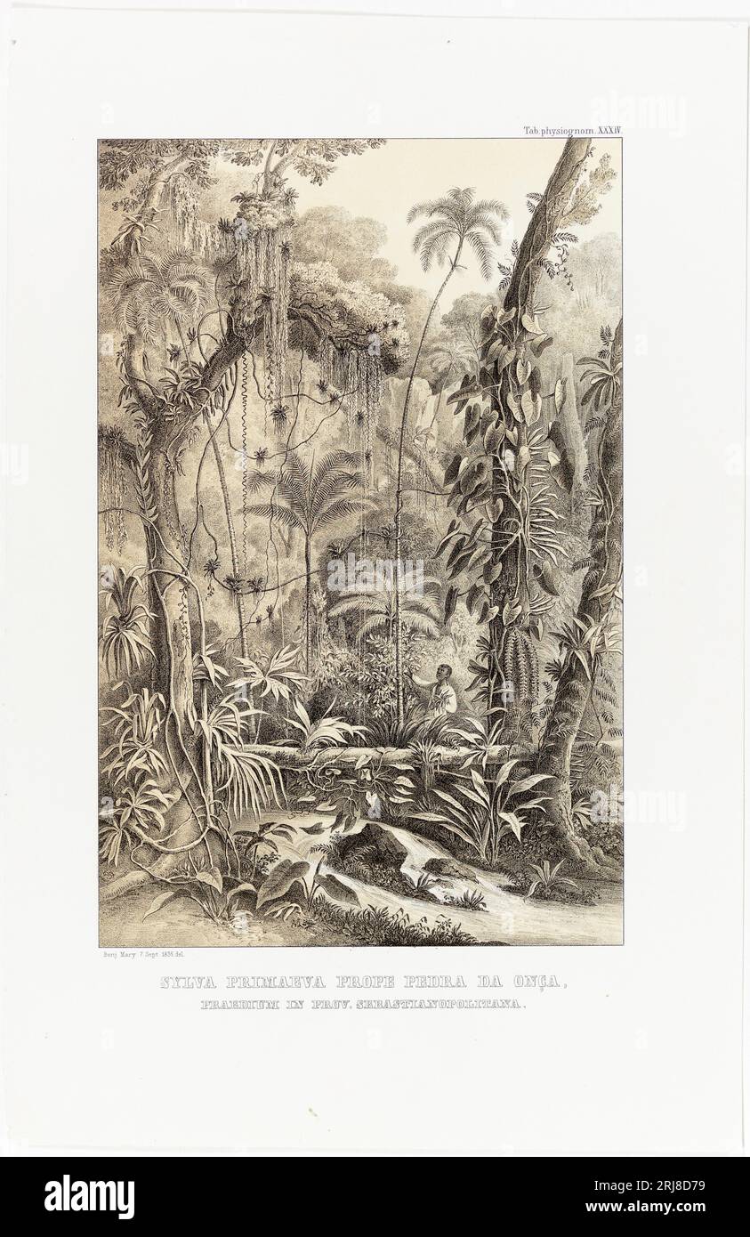 Sylva primaeva prope pedra da onca hi-res stock photography and images ...