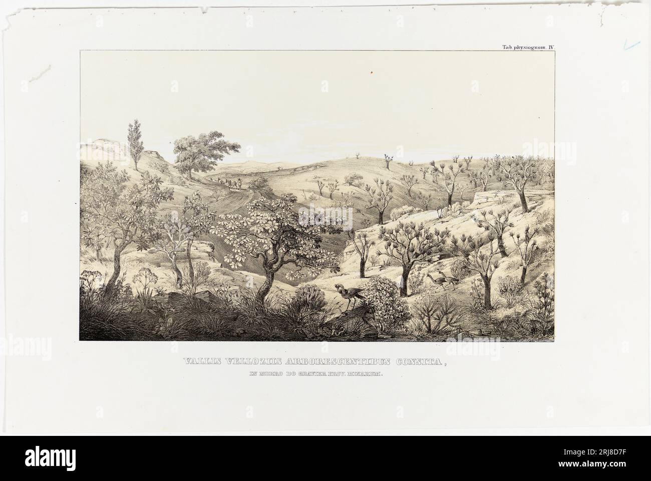 Vallis Velloziis Arborescentibus Consita, in Morro do Gravier Prov ...