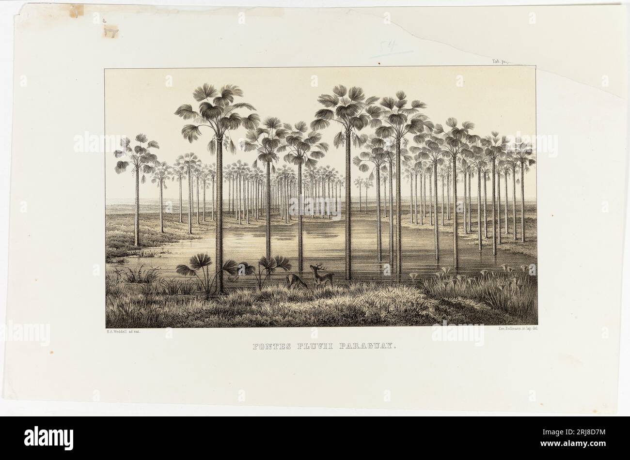 Fontes fluvii paraguay hi-res stock photography and images - Alamy