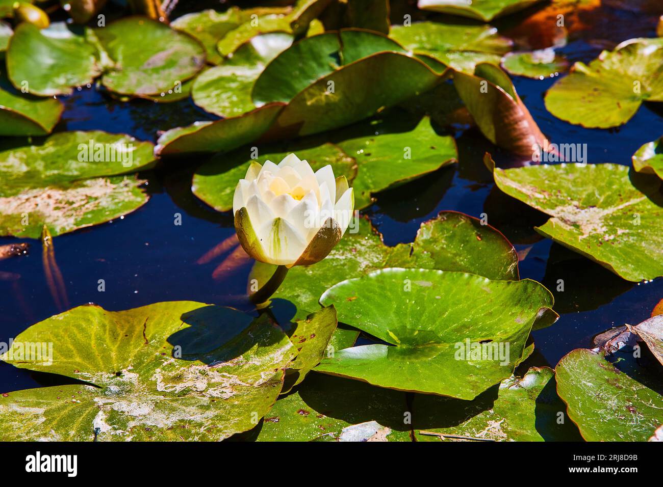Lily Pad Flower Wallpaper