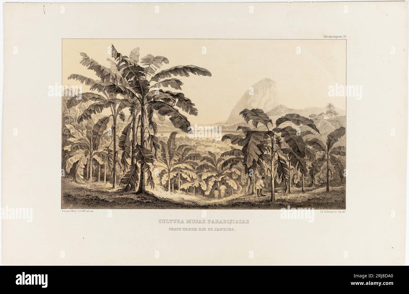 Cultura Musae Paradisiacae Prope Urbem Rio de Janeiro presumably 1859 ...