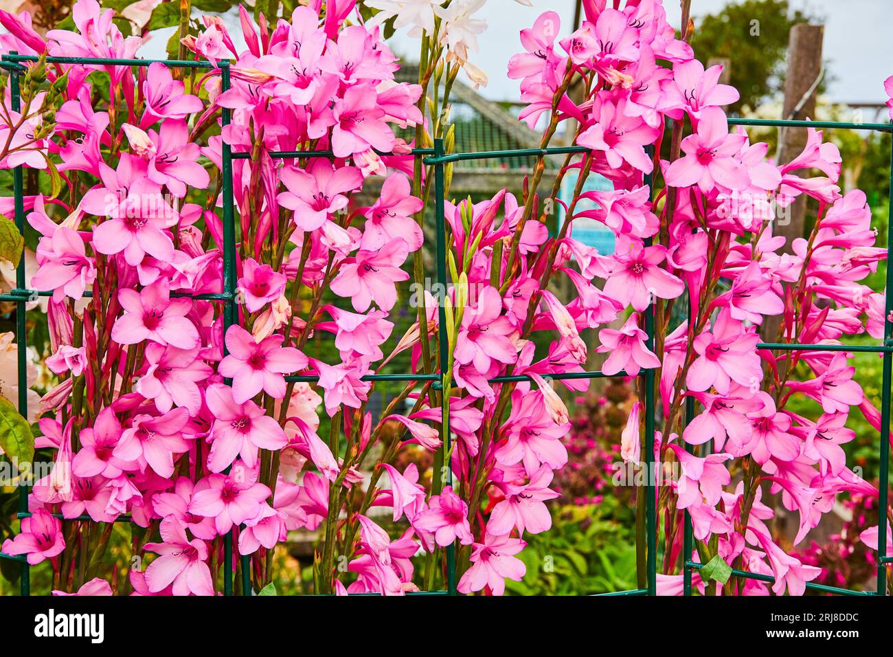 Close up of brilliant and gorgeous pink flowers crowding green wire ...