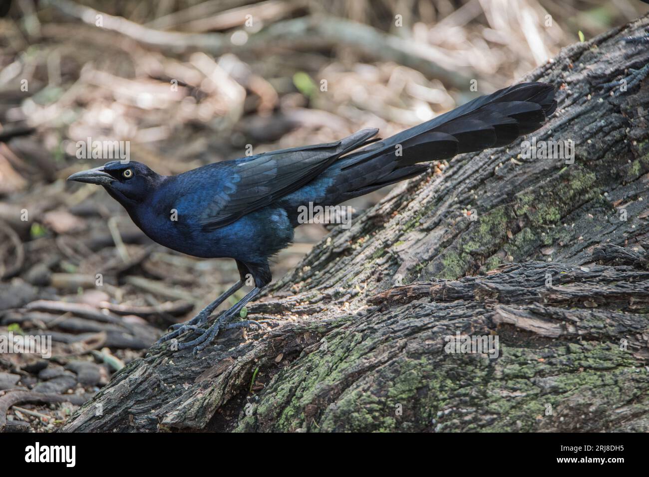 Native mexican bird hi-res stock photography and images - Alamy