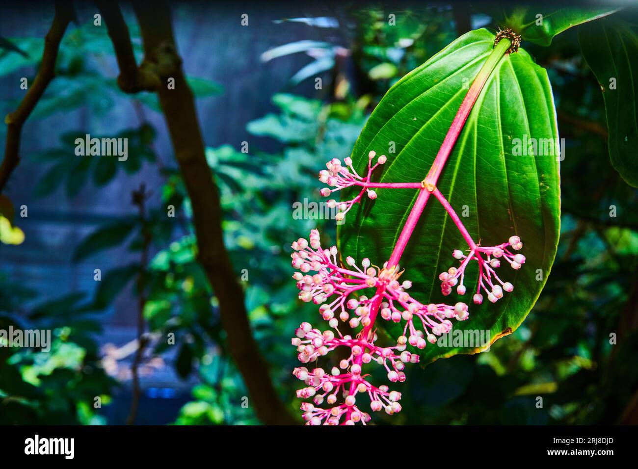 Pretty pink flowering plant hanging down in rainforest biome with blue ...