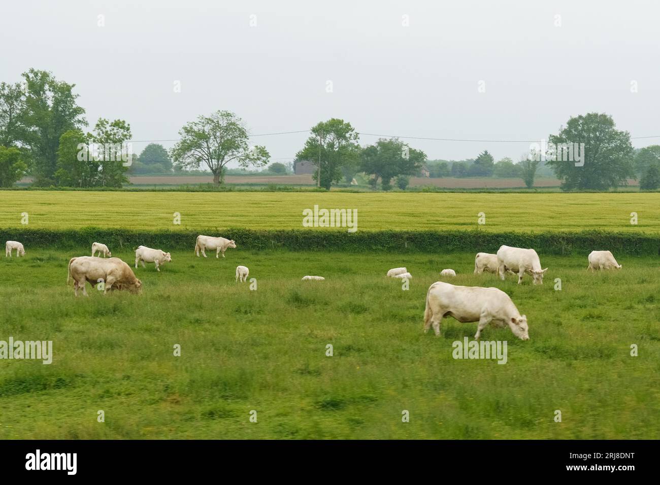 Cows of a light Aquitanian breed graze on a green meadow in spring ...