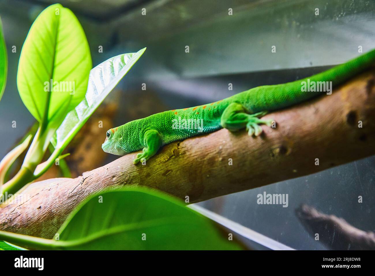 Cute green lizard with orange spots on back resting on log in terrarium ...